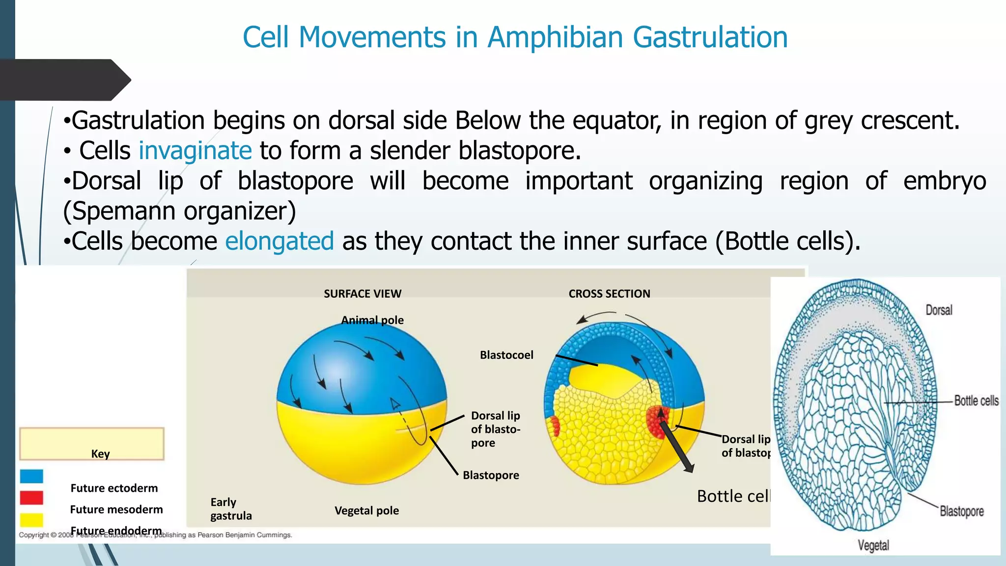 Gastrulation | PPT
