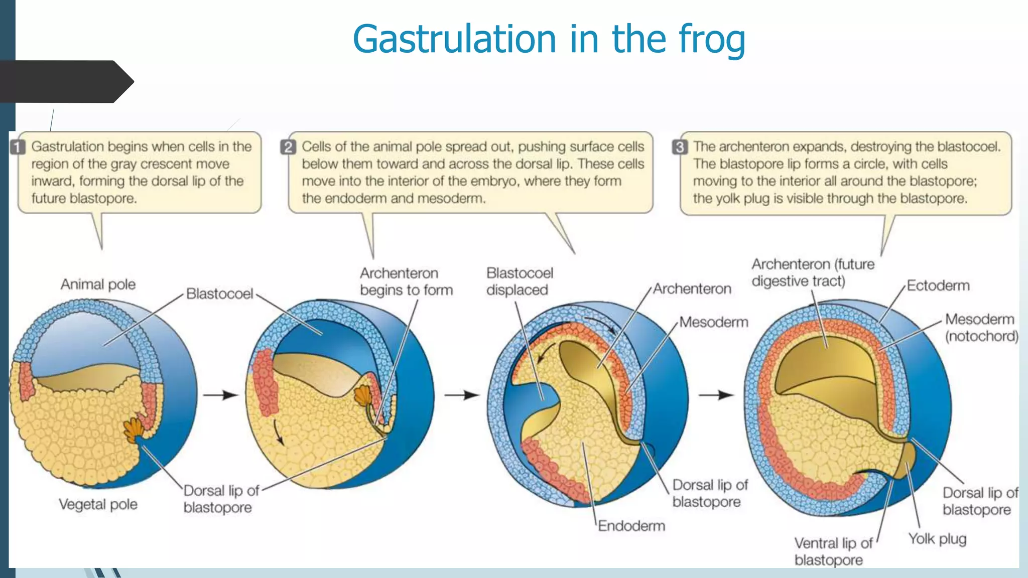 Gastrulation | PPT | Biological Sciences | Science