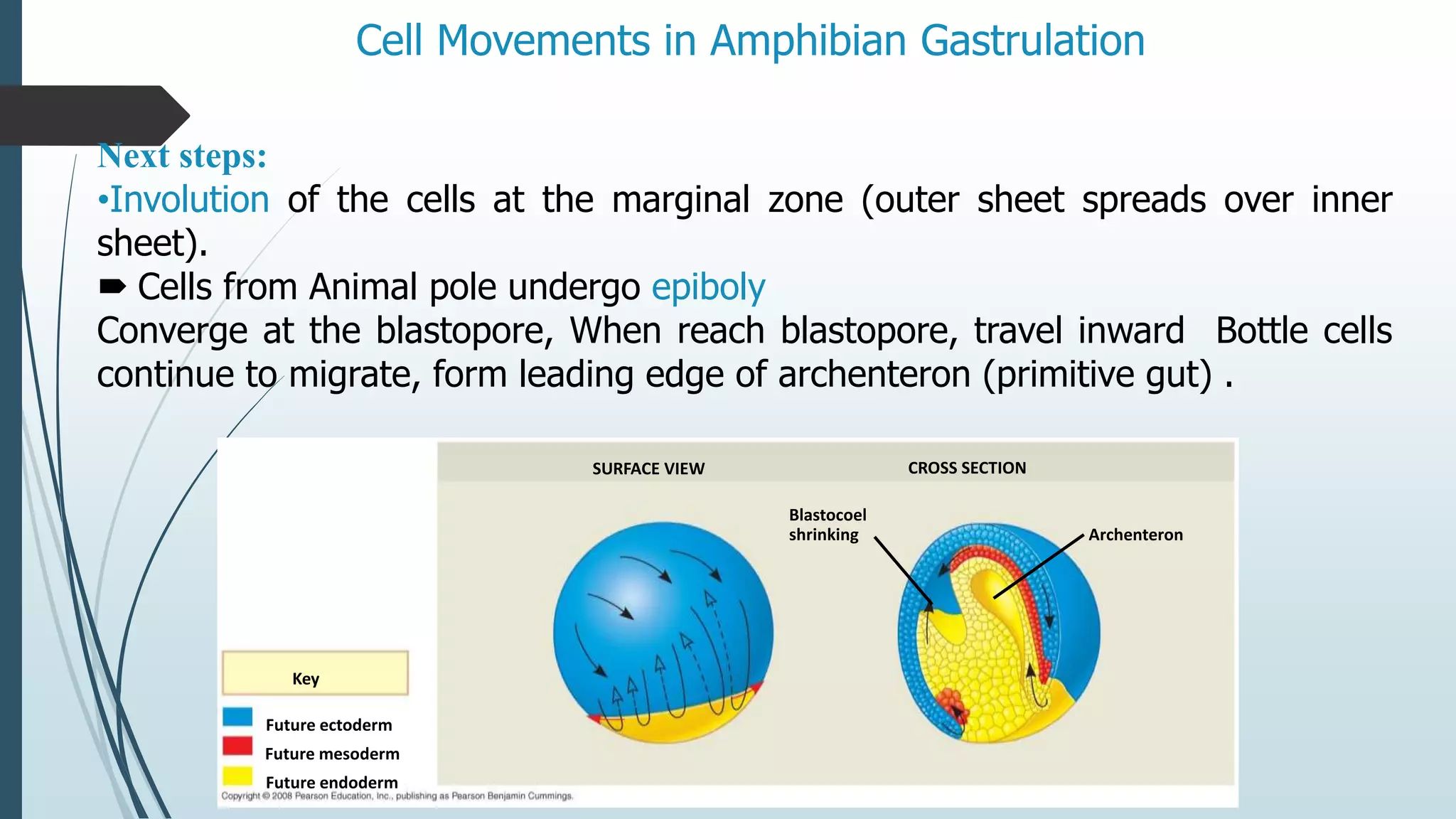Gastrulation | PPT