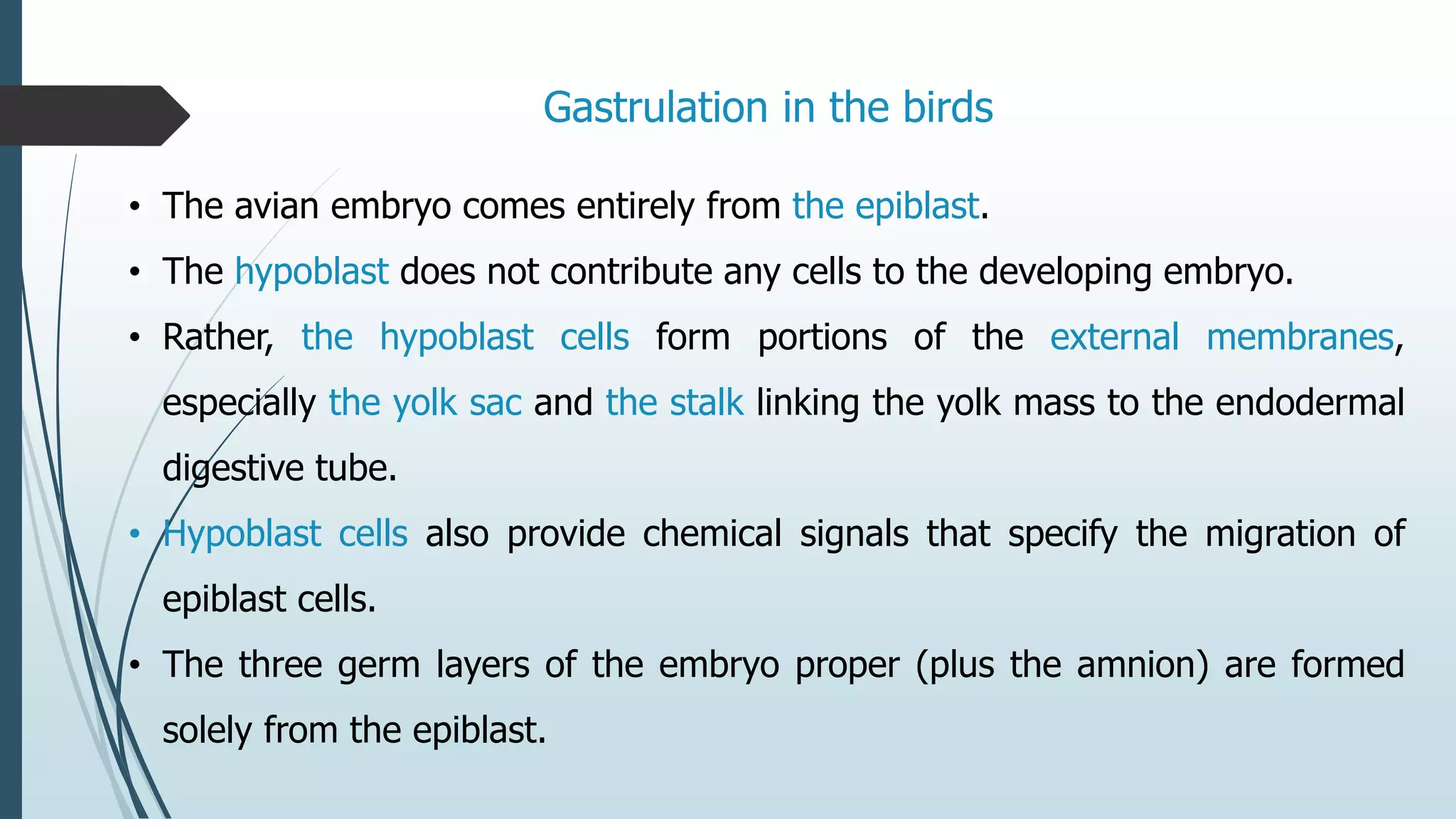 Gastrulation | PPT