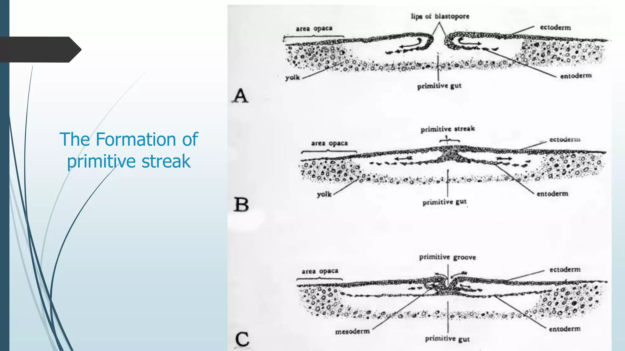 Gastrulation | PPT