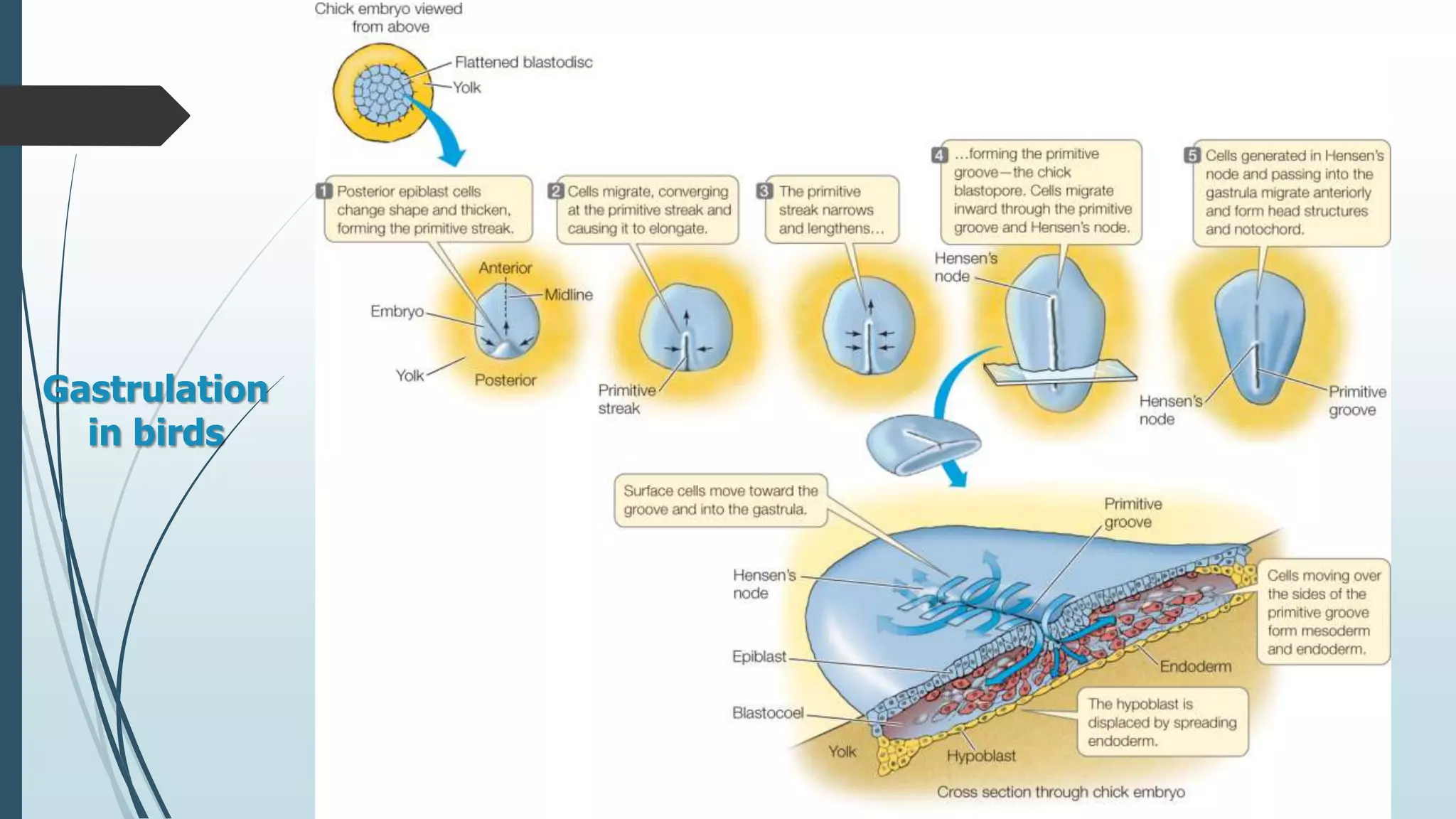 Gastrulation | PPT
