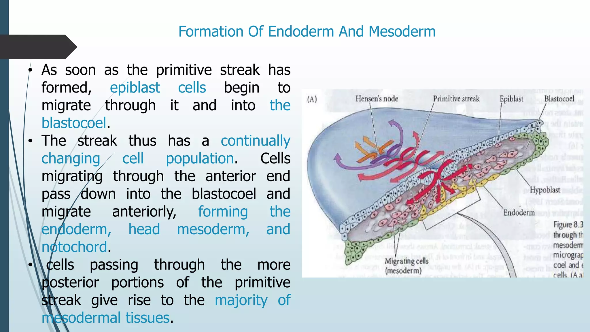 Gastrulation | PPT | Biological Sciences | Science