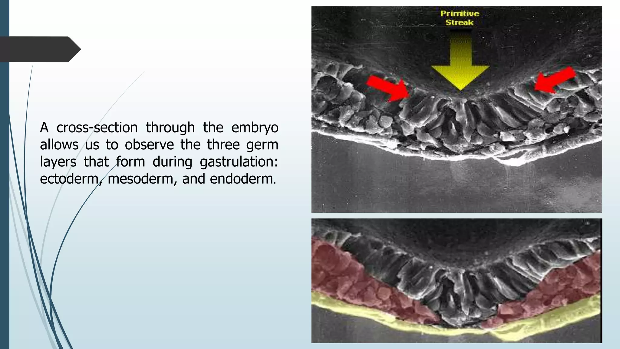 Gastrulation | PPT