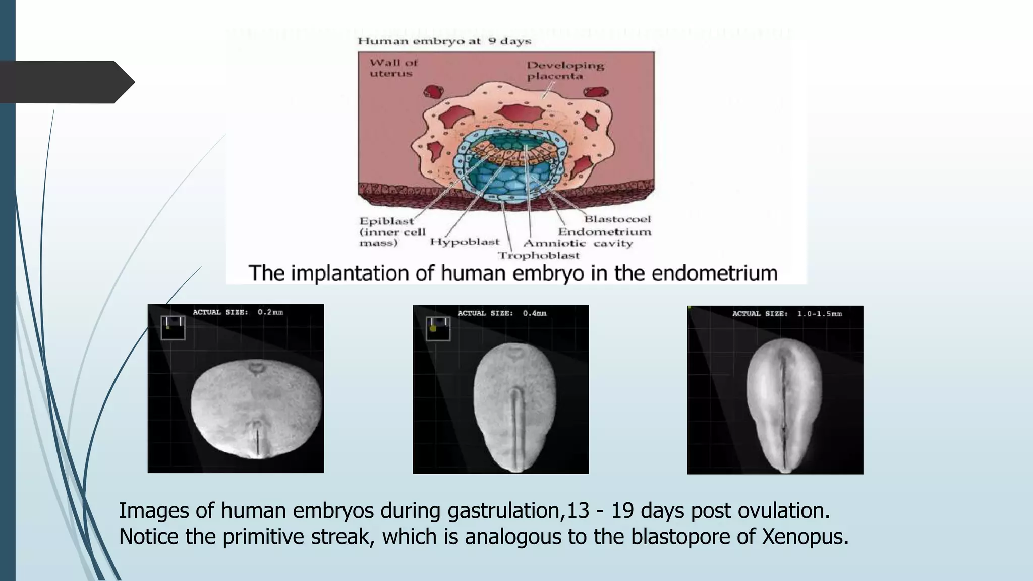 Gastrulation | PPT