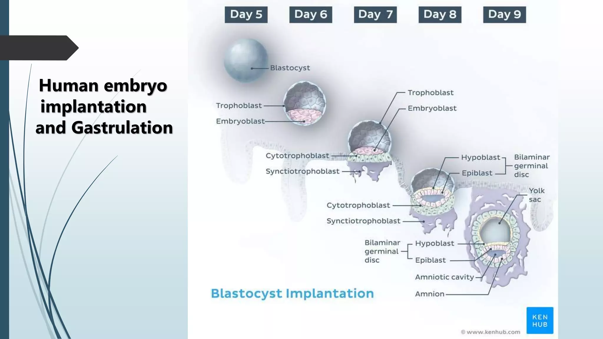 Gastrulation | PPT