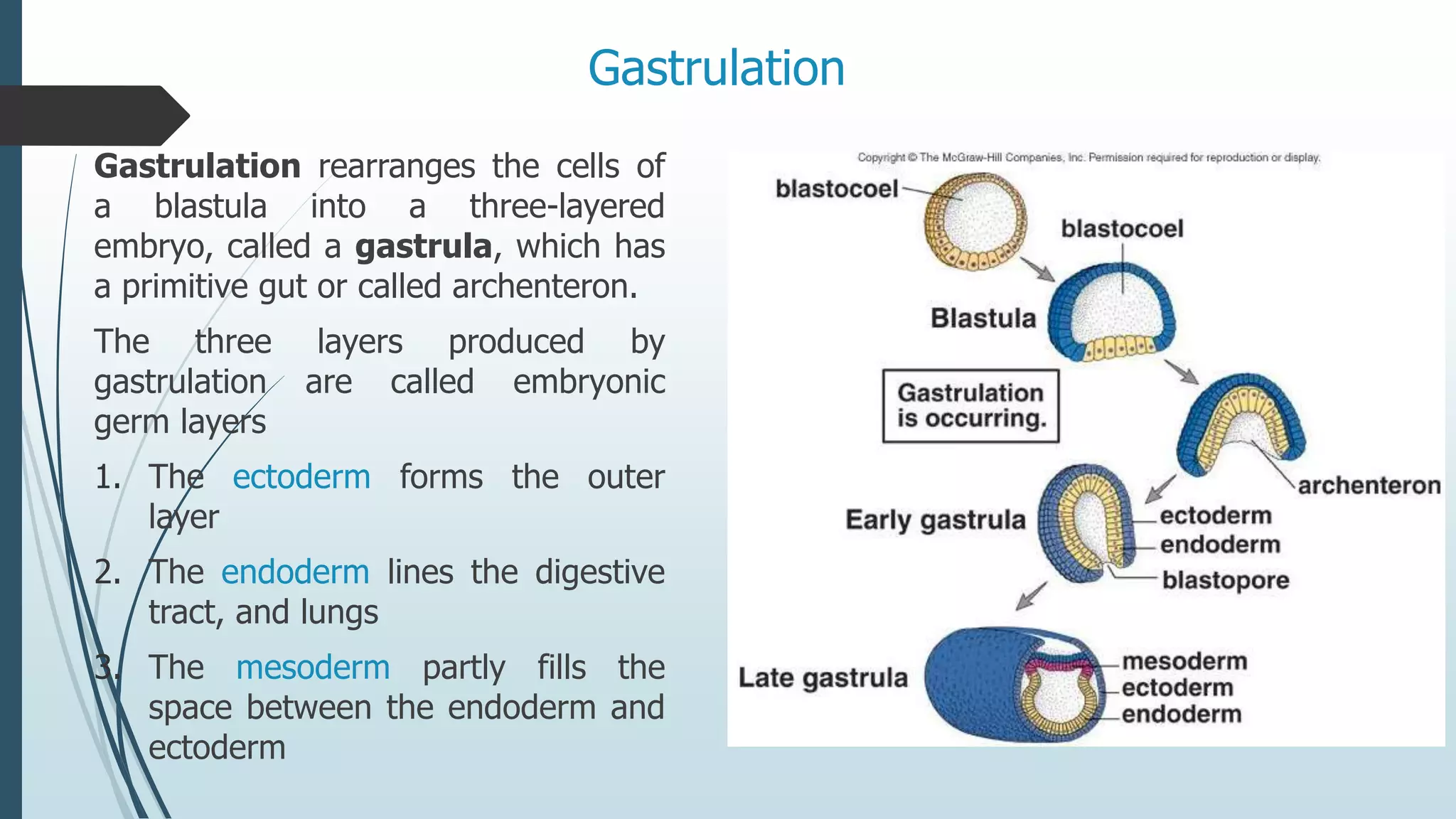 Gastrulation | PPT