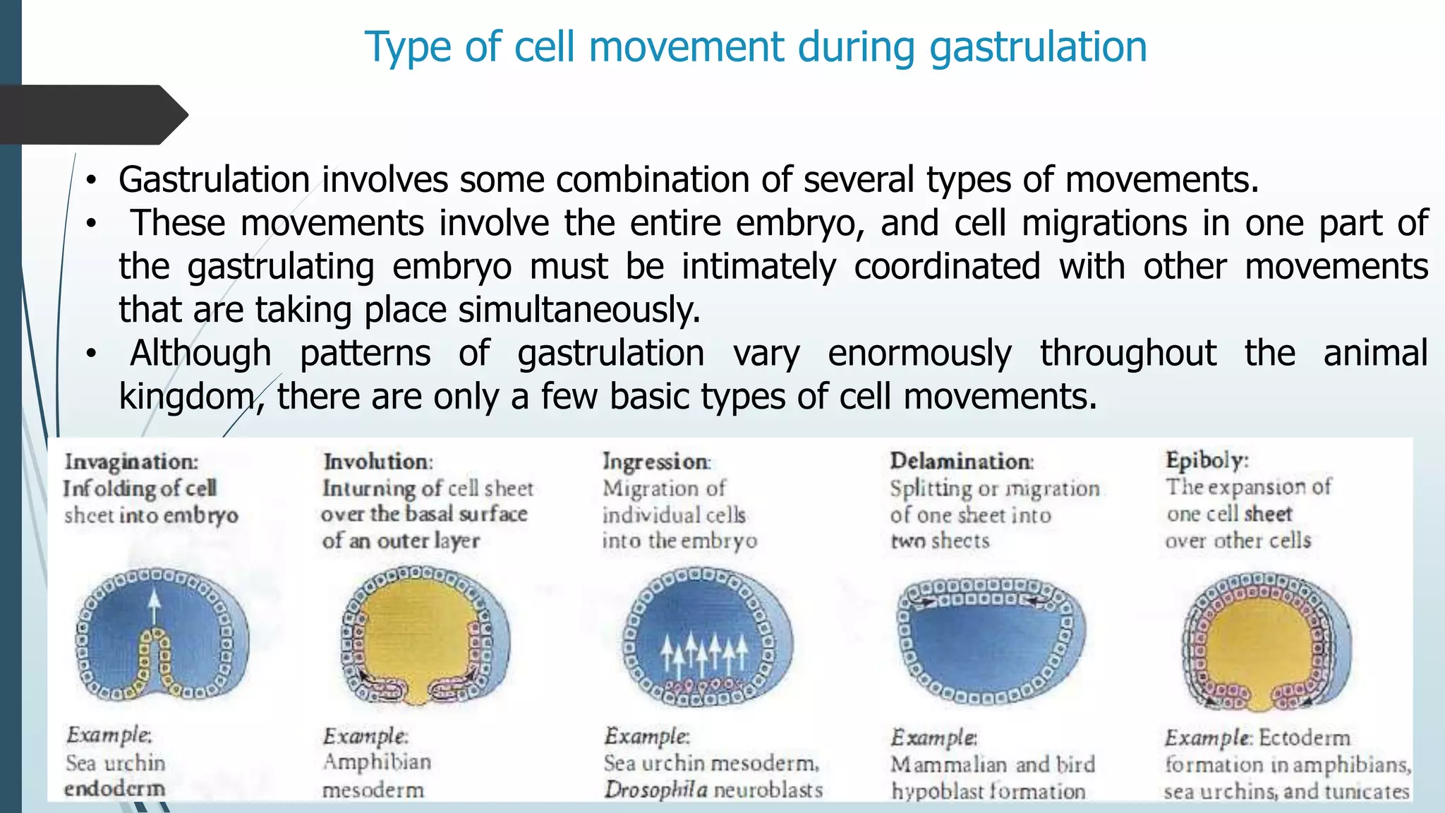Gastrulation | PPT