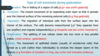 Gastrulation | PPT
