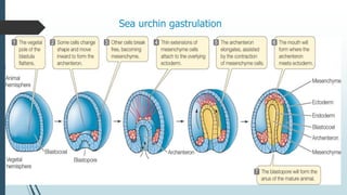 Gastrulation | PPT