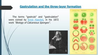 Gastrulation | PPT