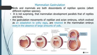 Gastrulation | PPT
