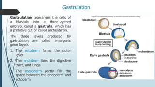 Gastrulation