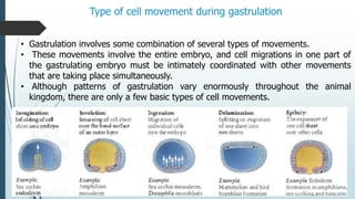 Gastrulation | PPT