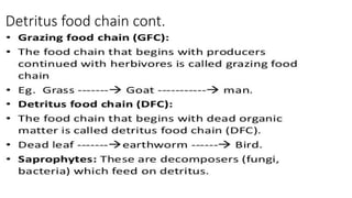 DETRITUS ORGANISMS- ORGANISMS THAT ACT ON DETRITUS | PPTX