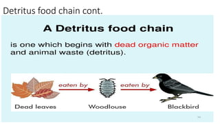 DETRITUS ORGANISMS- ORGANISMS THAT ACT ON DETRITUS | PPTX