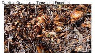 DETRITUS ORGANISMS- ORGANISMS THAT ACT ON DETRITUS | PPTX