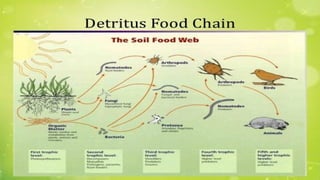 DETRITUS ORGANISMS- ORGANISMS THAT ACT ON DETRITUS | PPTX