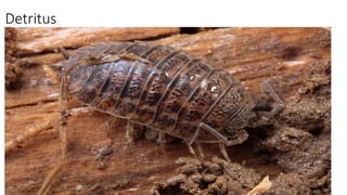 DETRITUS ORGANISMS- ORGANISMS THAT ACT ON DETRITUS | PPTX