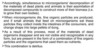 DETRITUS ORGANISMS- ORGANISMS THAT ACT ON DETRITUS | PPT