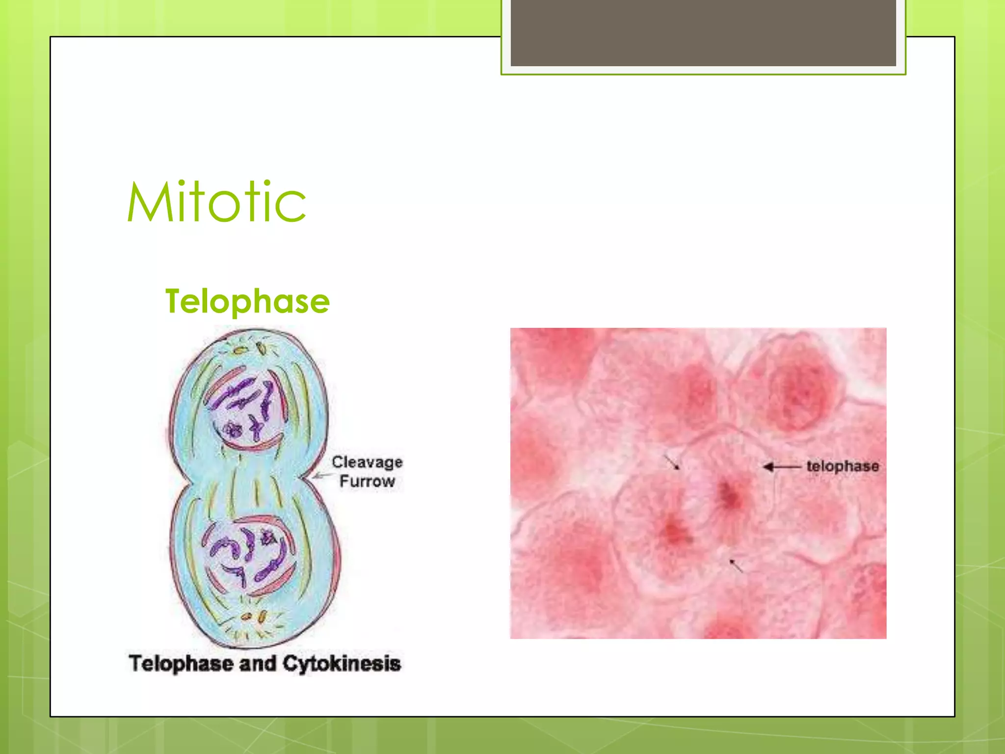 Bio 502 mitosis presentation | PPTX