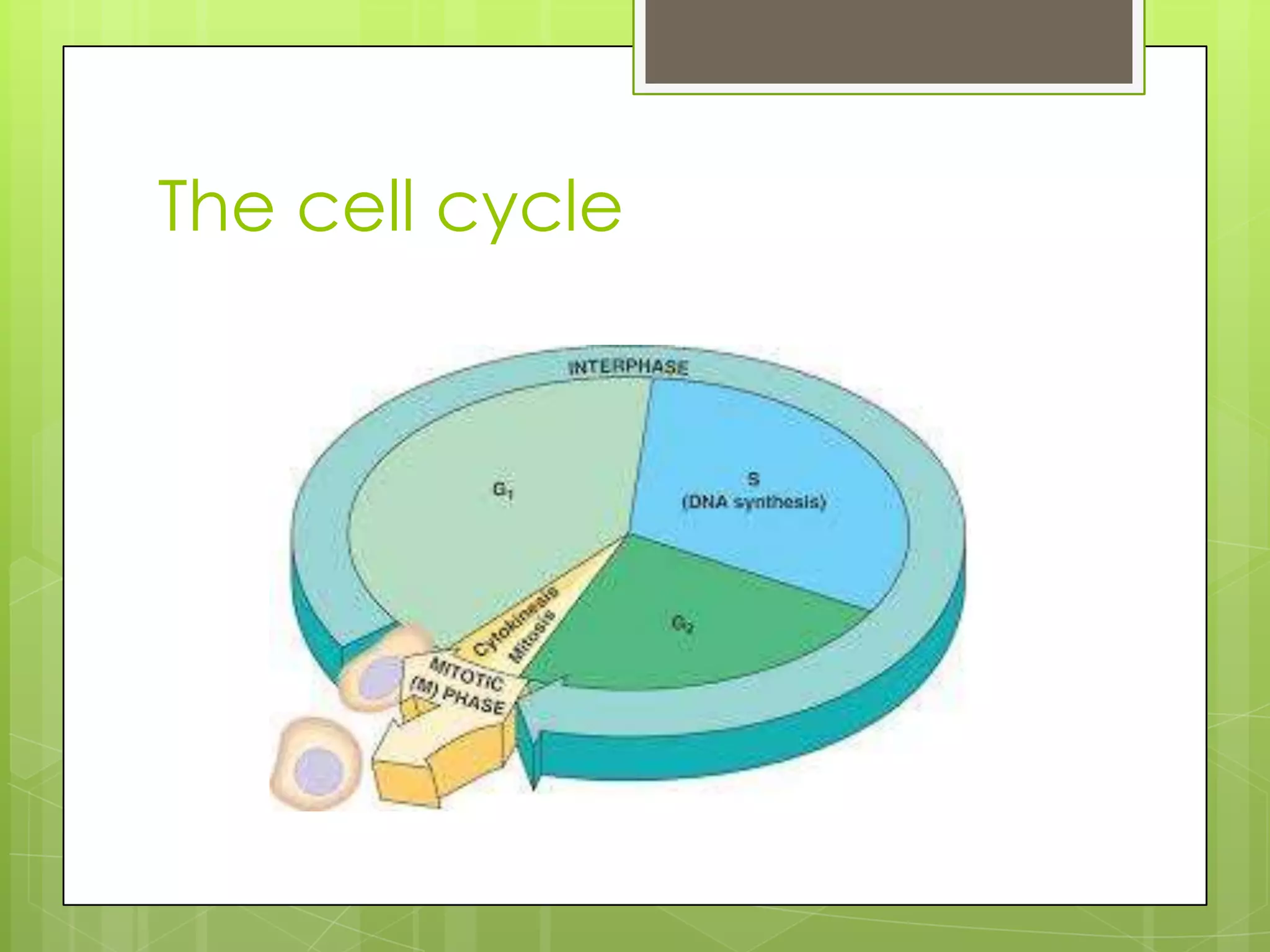 Bio 502 mitosis presentation | PPT