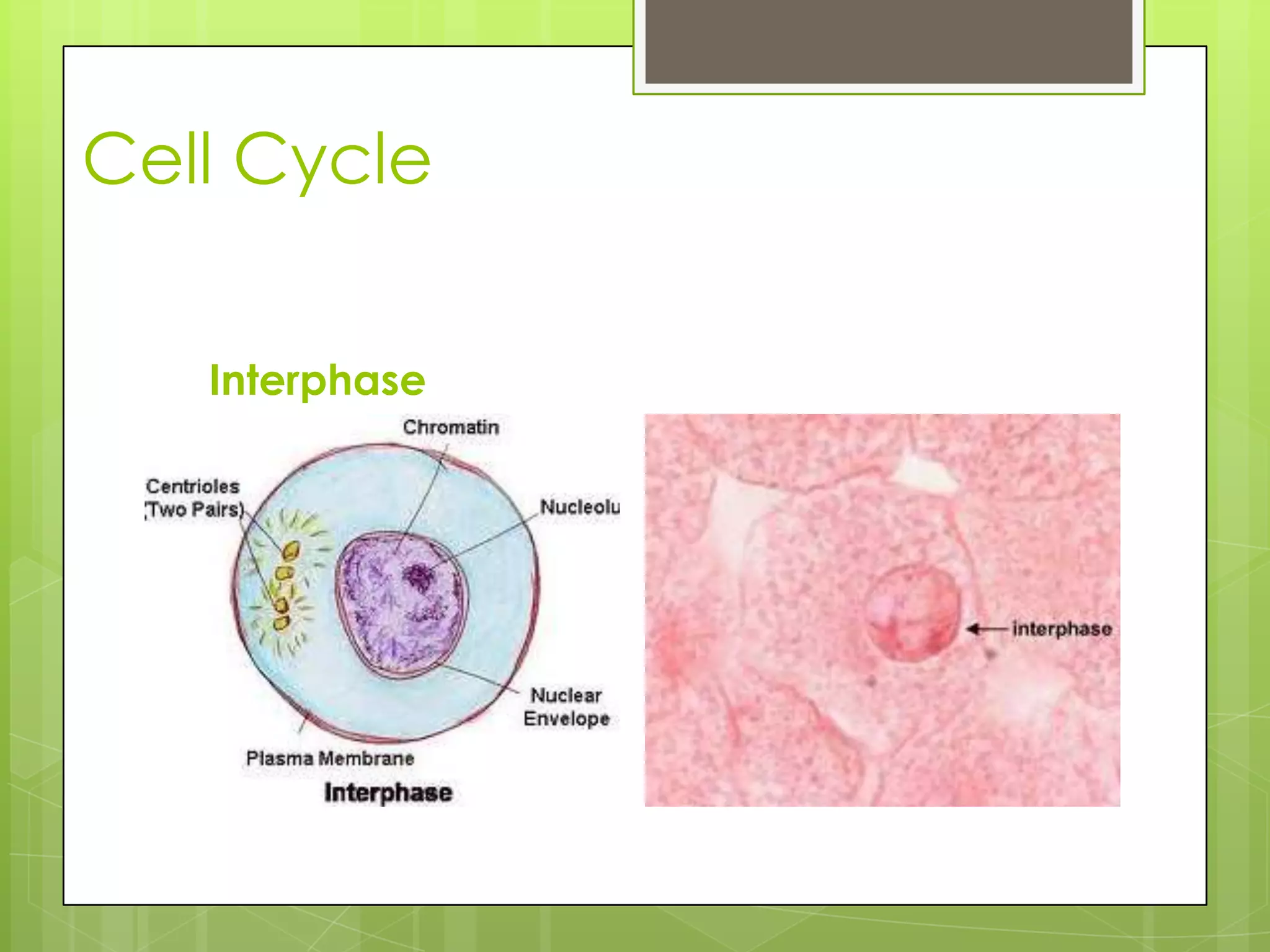 Bio 502 mitosis presentation | PPT