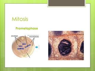 Bio 502 mitosis presentation | PPTX