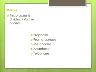 Bio 502 mitosis presentation | PPTX