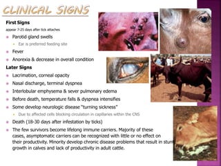 bio 597 theileriosis(2).pptx