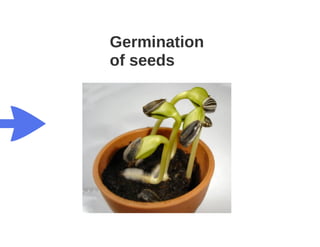 Key Stage 3 Plant reproduction | PPT