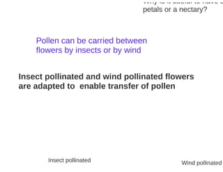 Key Stage 3 Plant reproduction | PPT