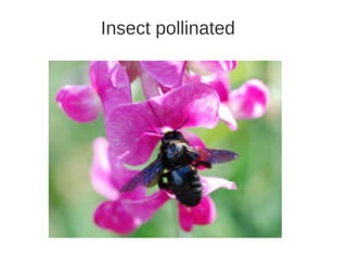 Key Stage 3 Plant reproduction | PPT