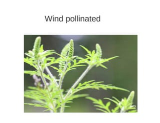 Key Stage 3 Plant reproduction | PPT