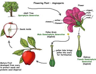 Key Stage 3 Plant reproduction | PPT