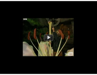 Key Stage 3 Plant reproduction | PPT