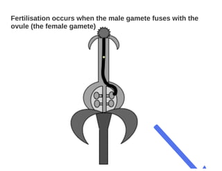Key Stage 3 Plant reproduction | PPT