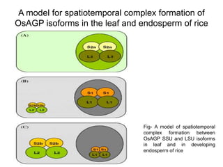 AGPase in starch biosynthesis | PPTX | Chemistry | Science