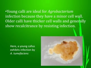 Techniques in Plant Biotechnology by Adam Flanders | PPTX | Biotech and ...