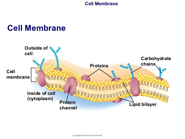 Chapter Seven- The Cell