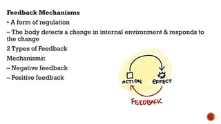 00000Activity 9 Feedback Mechanisms.pptx