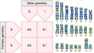 Biology 9 Non-Mendelian Genetics PowerPoint | PPT