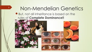 Biology 9 Non-Mendelian Genetics PowerPoint | PPT
