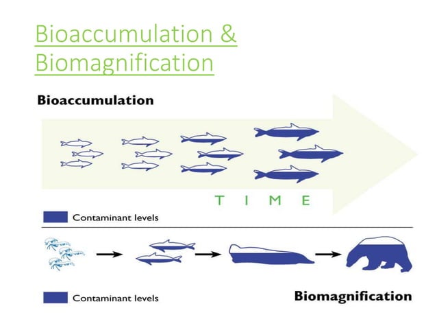 Bioaccumilation | PPTX