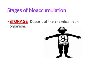Bioaccumilation | PPTX