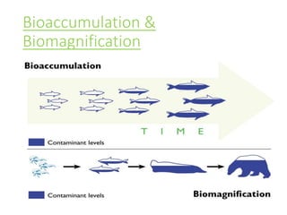 Bioaccumulation Diagram