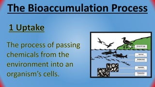 Bioaccumulation | PPTX