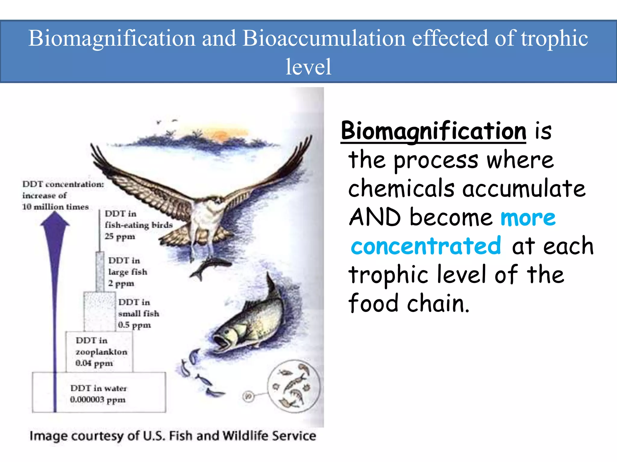 Bioaccumulation | PPTX