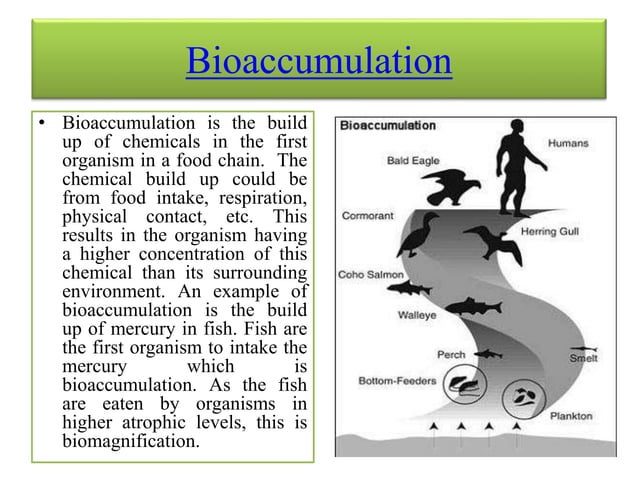 Bioaccumulation | PPTX
