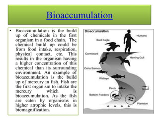 Bioaccumulation | PPT